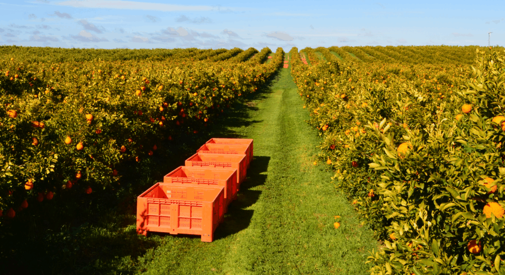 Learn more about the Australian growers of Sumo Citrus